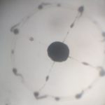 ウミコップClytia sp.のメデューサ（1〜2個体） - くらげショップMyAQUA（マイアクア）